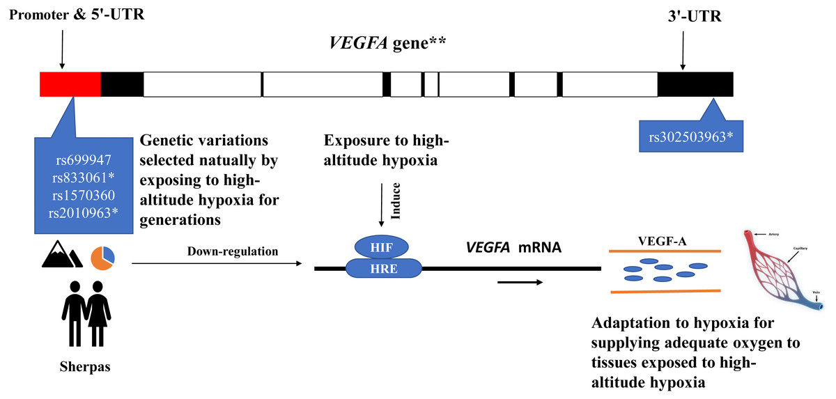 The Blunted Vascular Endothelial Growth Factor A Vegf A Response To