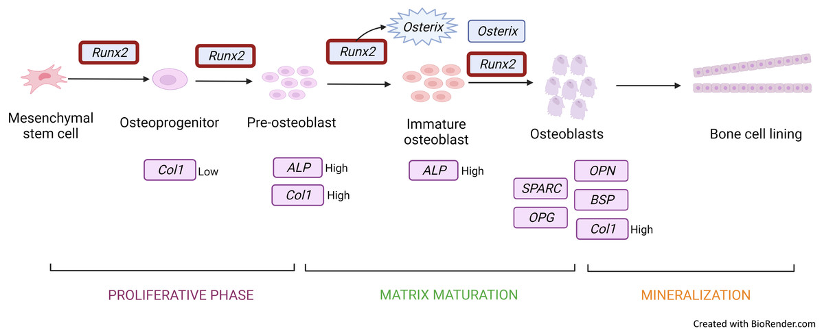 Gene Expression Profiles For In Vitro Human Stem Cell Differentiation