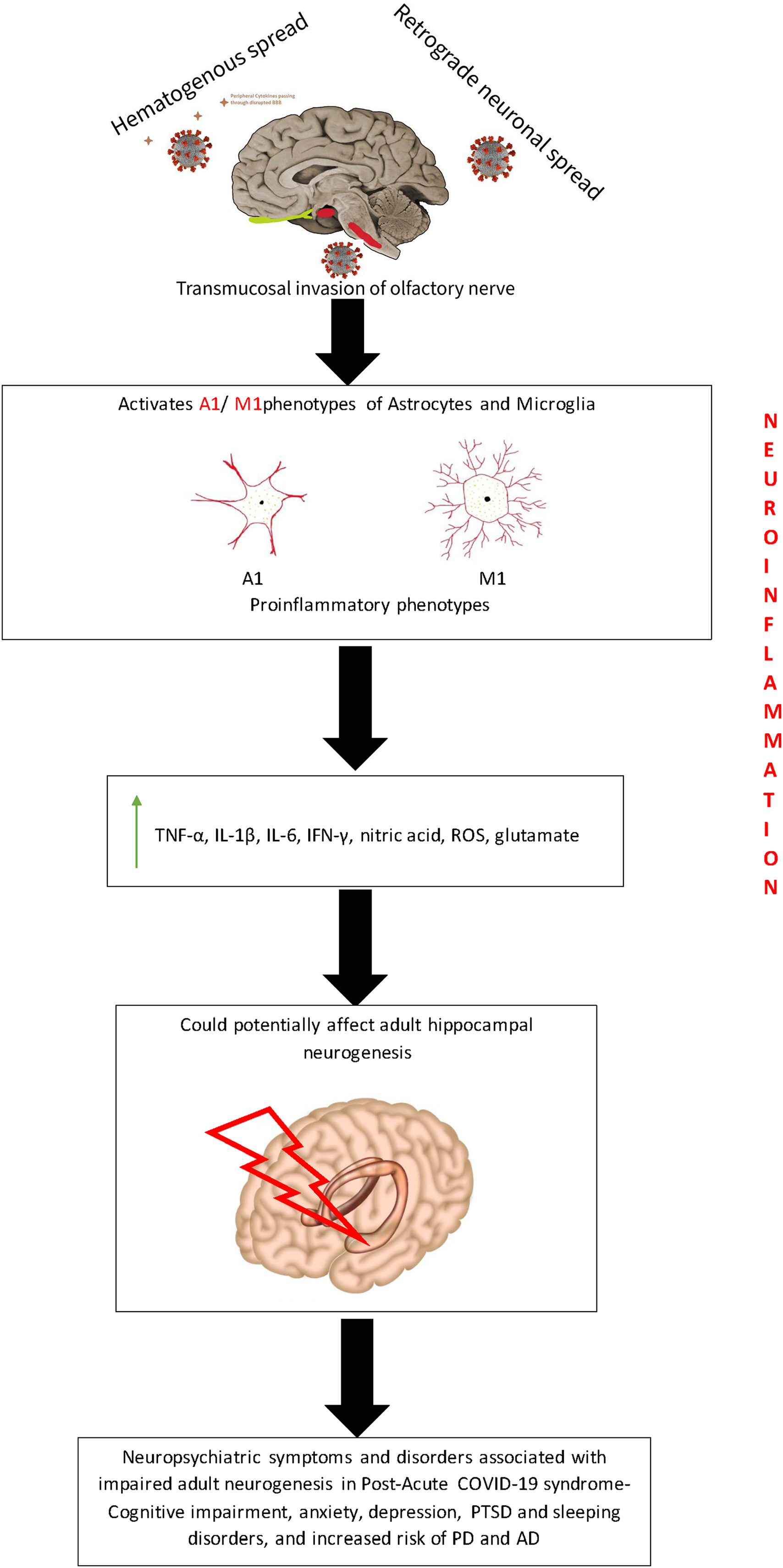 Role Of Neuroinflammation Mediated Potential Alterations In Adult