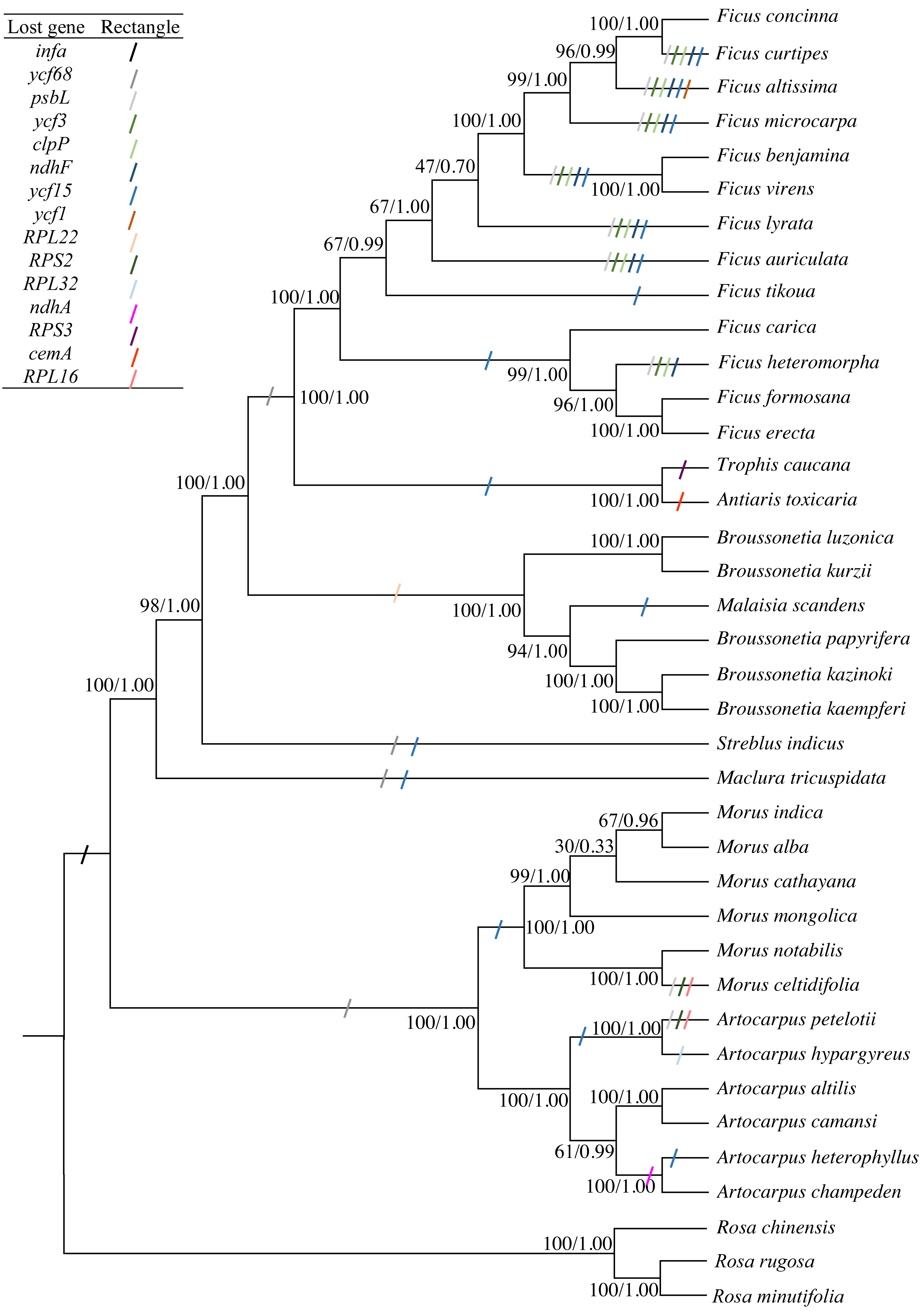 The Complete Chloroplast Genome Sequences Of Three Broussonetia Species