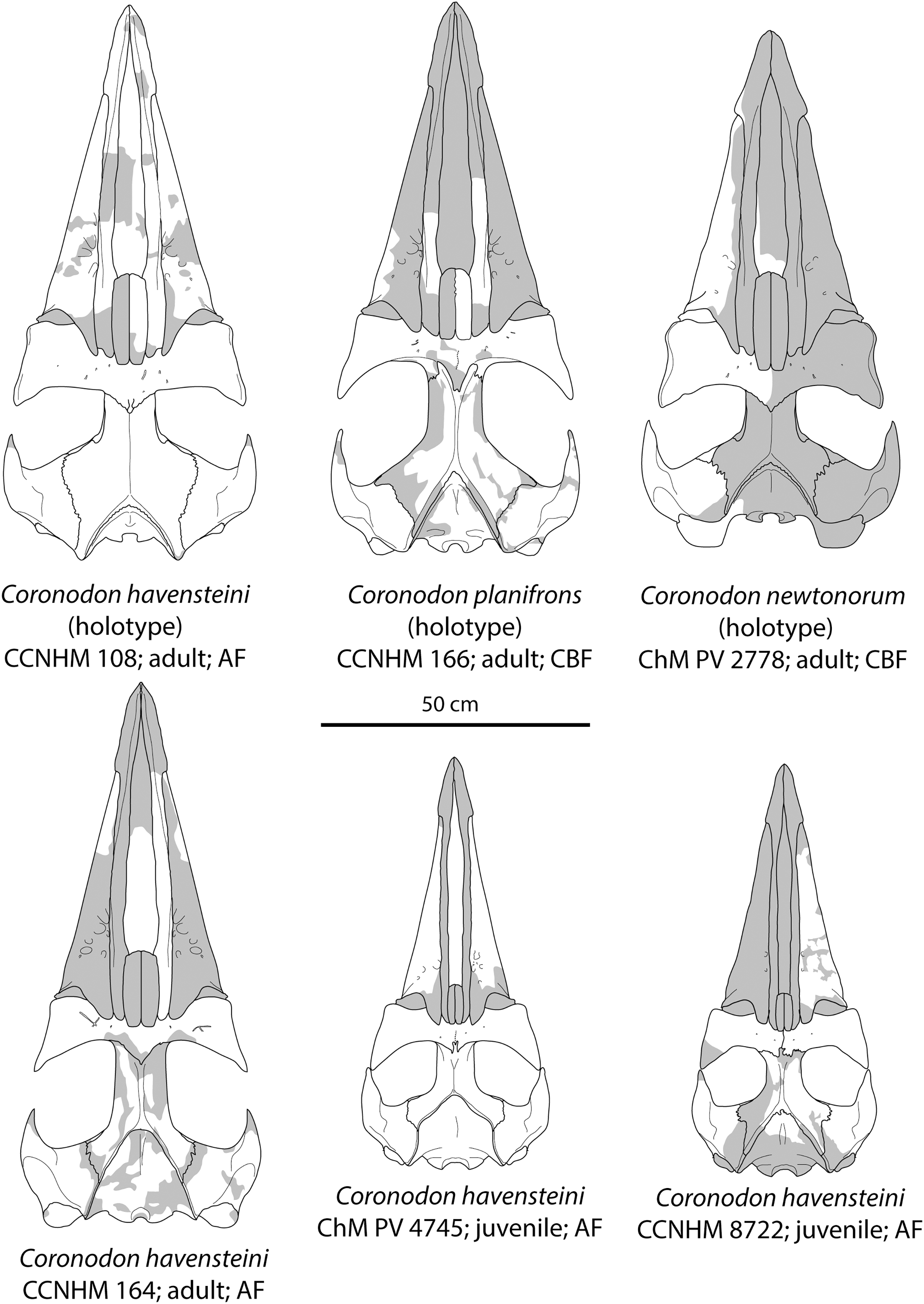 New Specimens And Species Of The Oligocene Toothed Baleen Whale