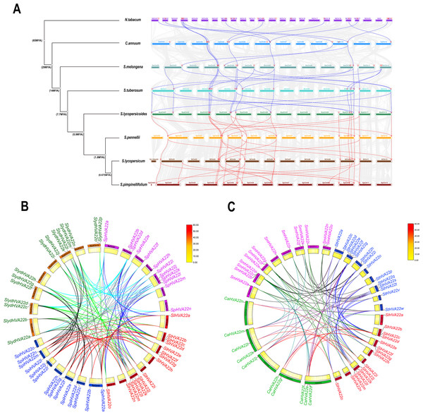 Genome Wide Identification And Analysis Of The Evolution And Expression