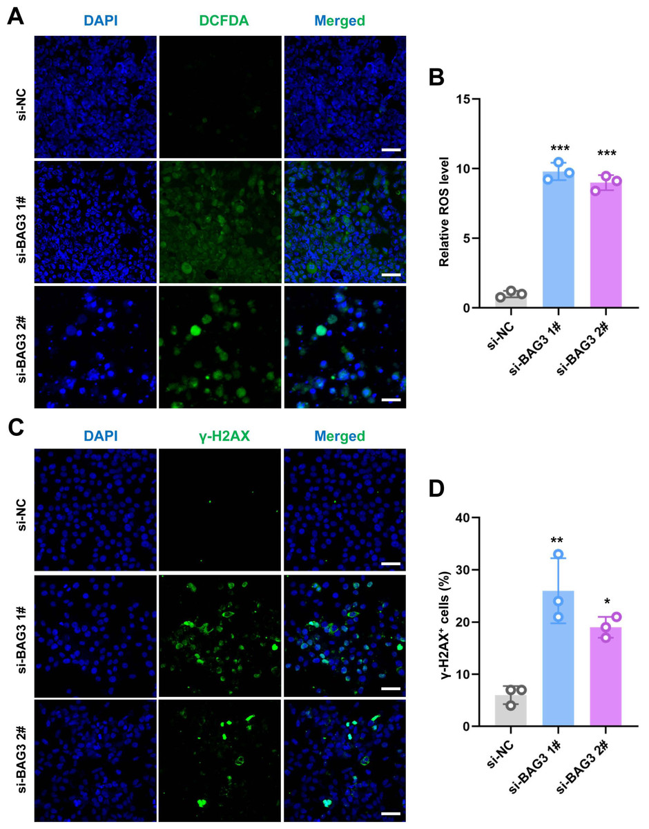 Bag3 Regulates Bone Marrow Mesenchymal Stem Cell Proliferation By