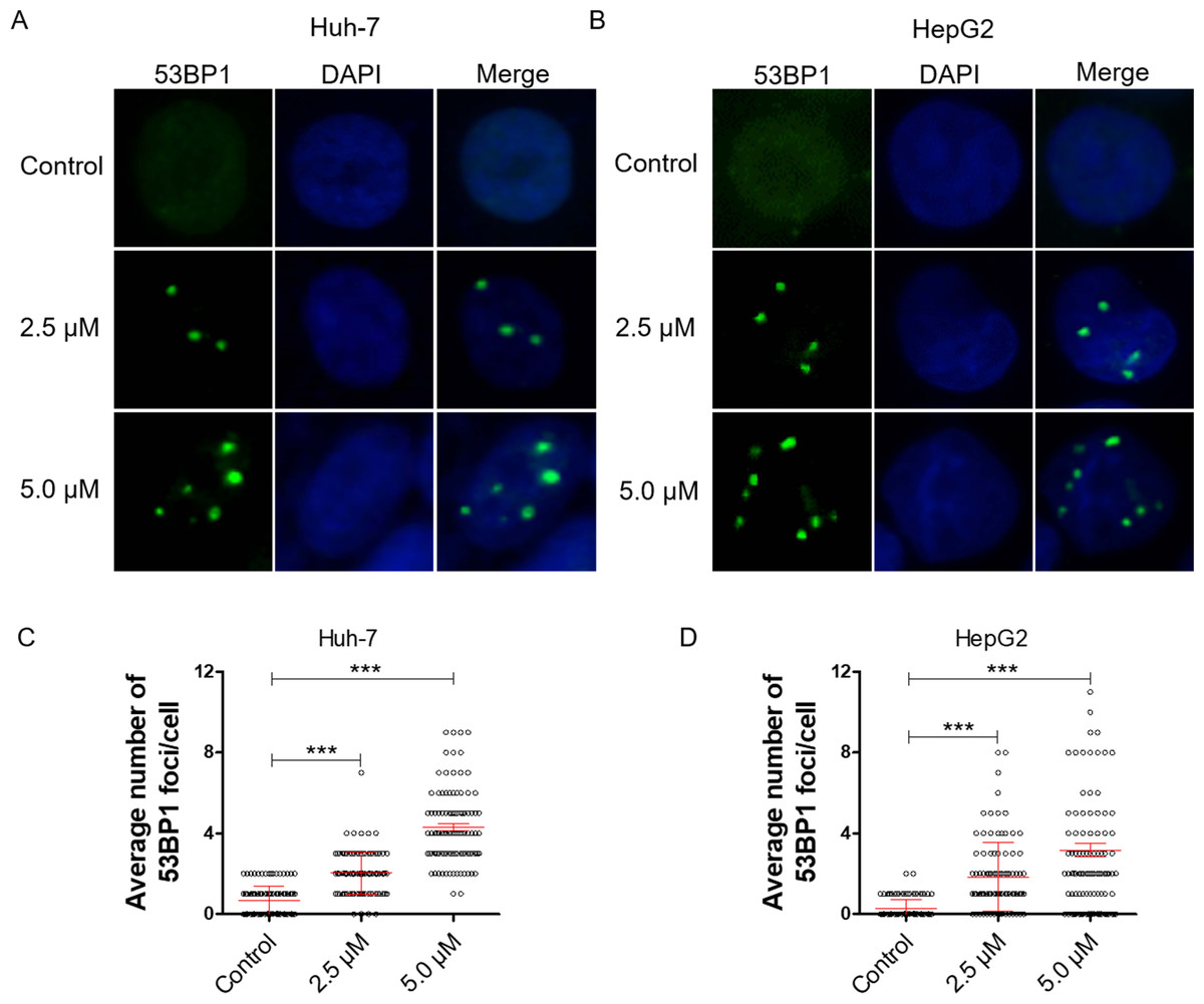 Dihydrotanshinone I Inhibits Hepatocellular Carcinoma Cells