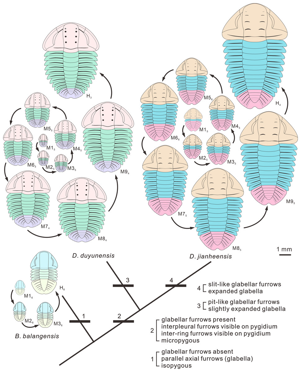 Life Cycle Evolution In The Trilobites Balangia And Duyunaspis From The