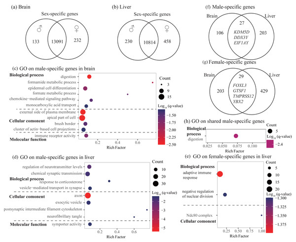 Sex Differences In Gene Expression And Alternative Splicing In The