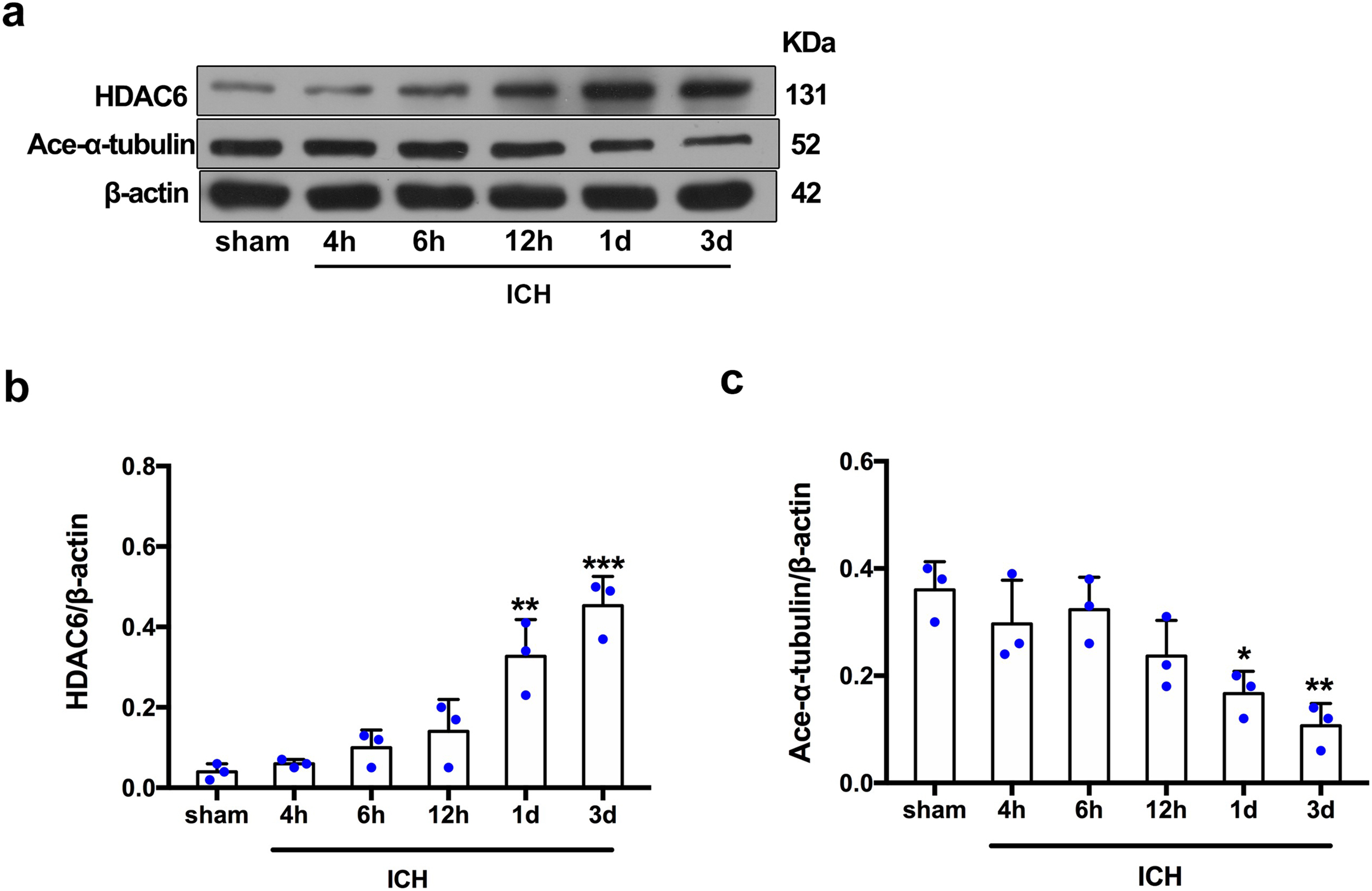 Selective Hdac6 Inhibitor Tuba Offers Neuroprotection After