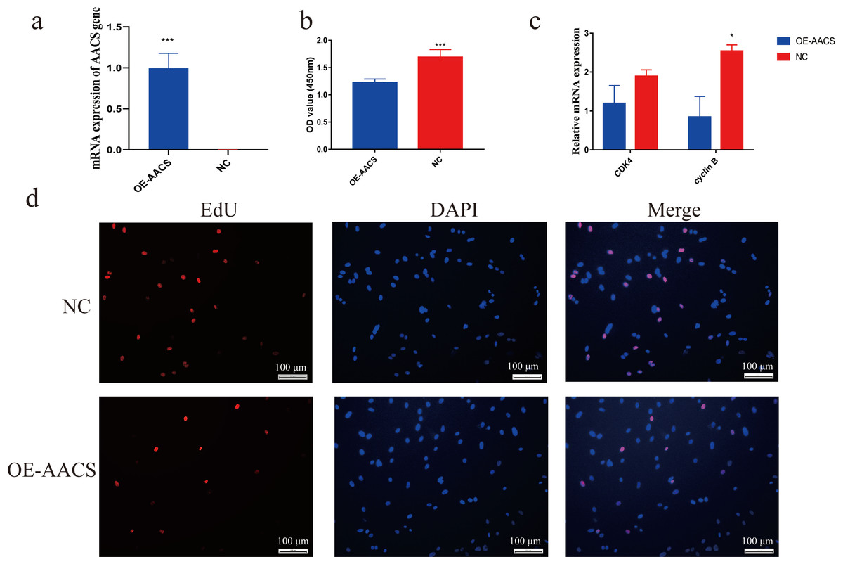 Cloning And Functional Characterization Of Porcine Aacs Revealing The