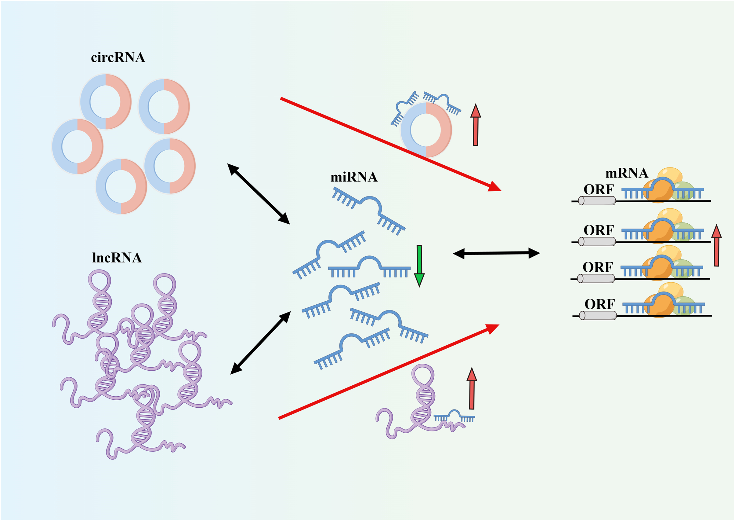 Progress Of Circrnalncrna Mirna Mrna Axis In Atrial Fibrillation Peerj