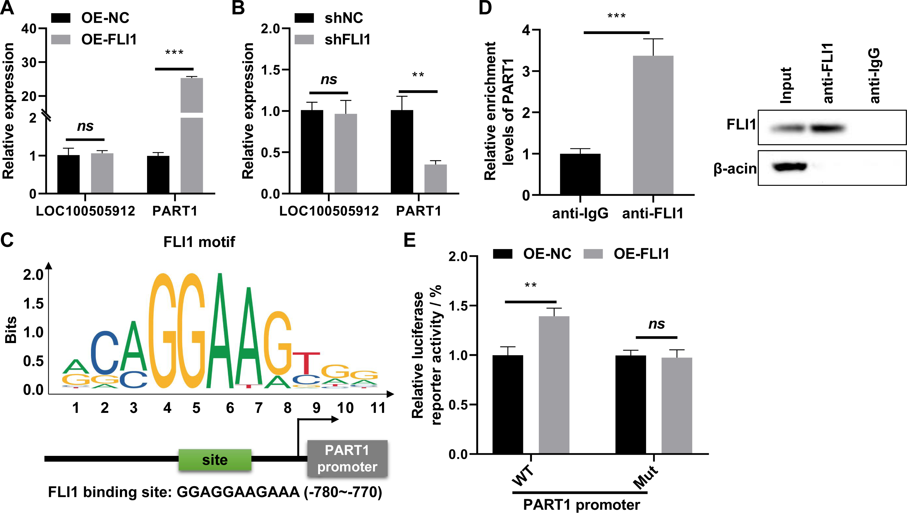 Friend Leukemia Integration 1 Overexpression Decreases Endometrial