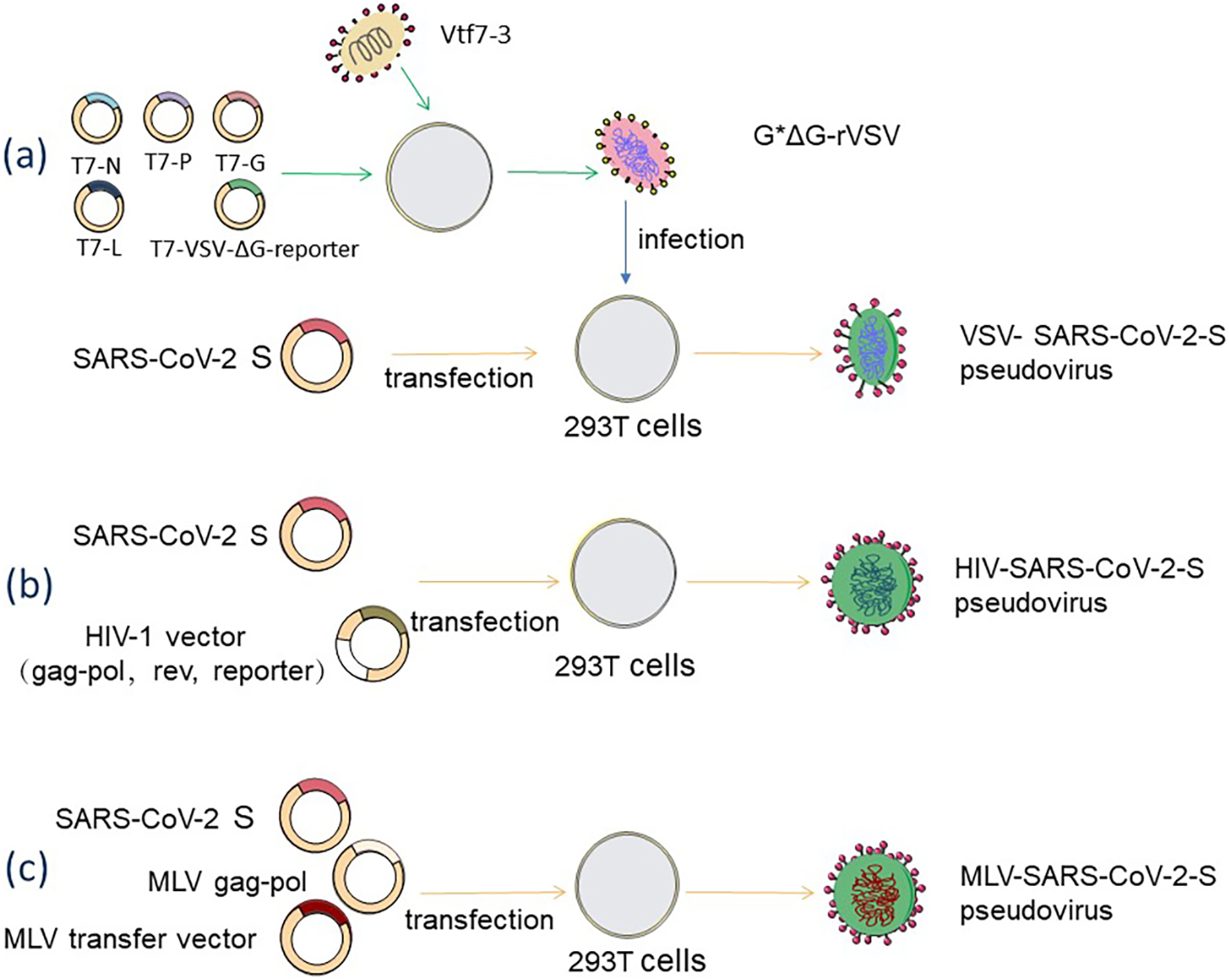 The Development And Application Of Pseudoviruses Assessment Of Sars