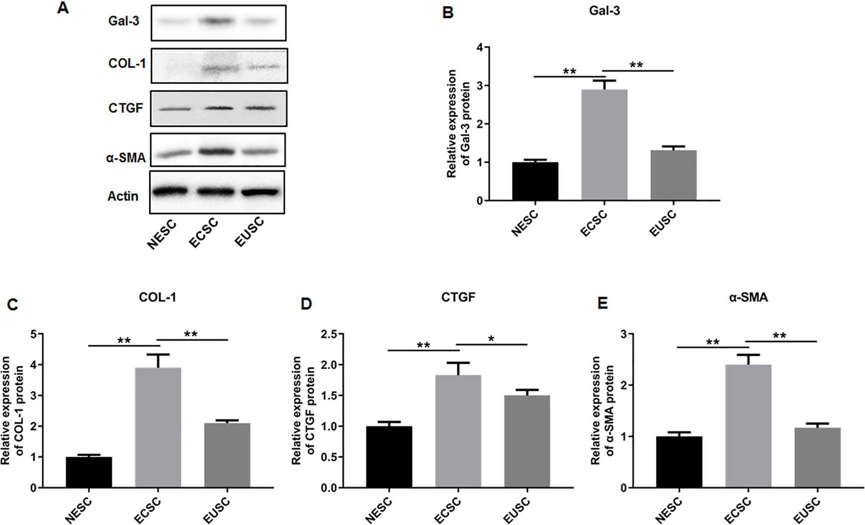 Galectin 3 Promotes Fibrosis In Ovarian Endometriosis Peerj