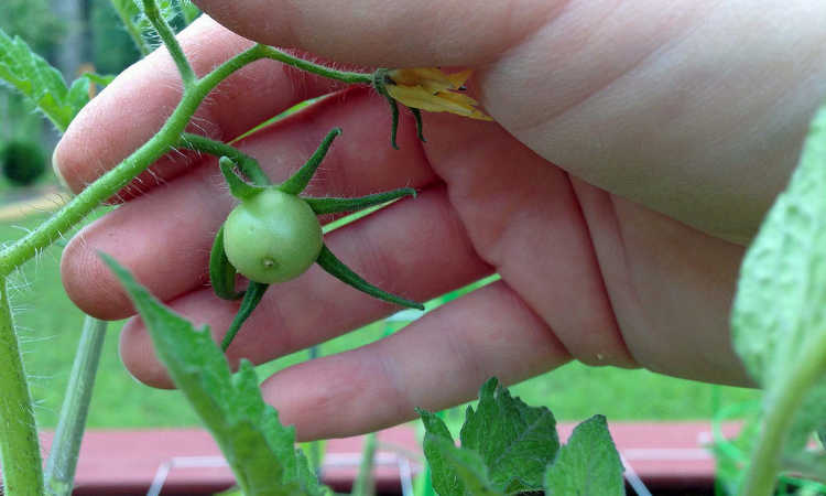 Tomato Fertilizer How To Feed Your Plants For Ultimate Harvests Epic