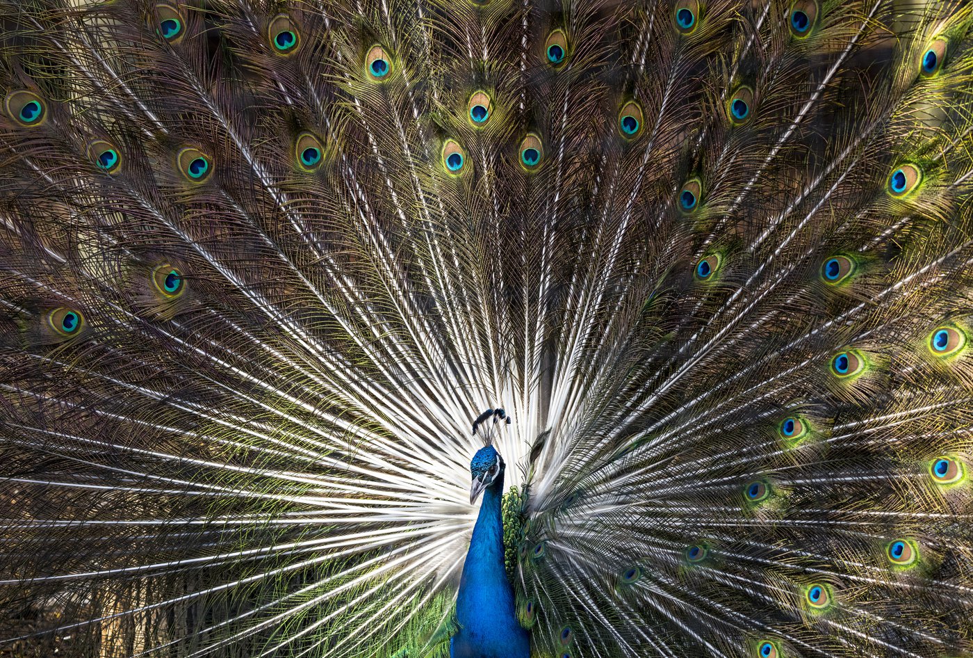 Pete The Peacock Remains On The Lam About Two Months After Escape From