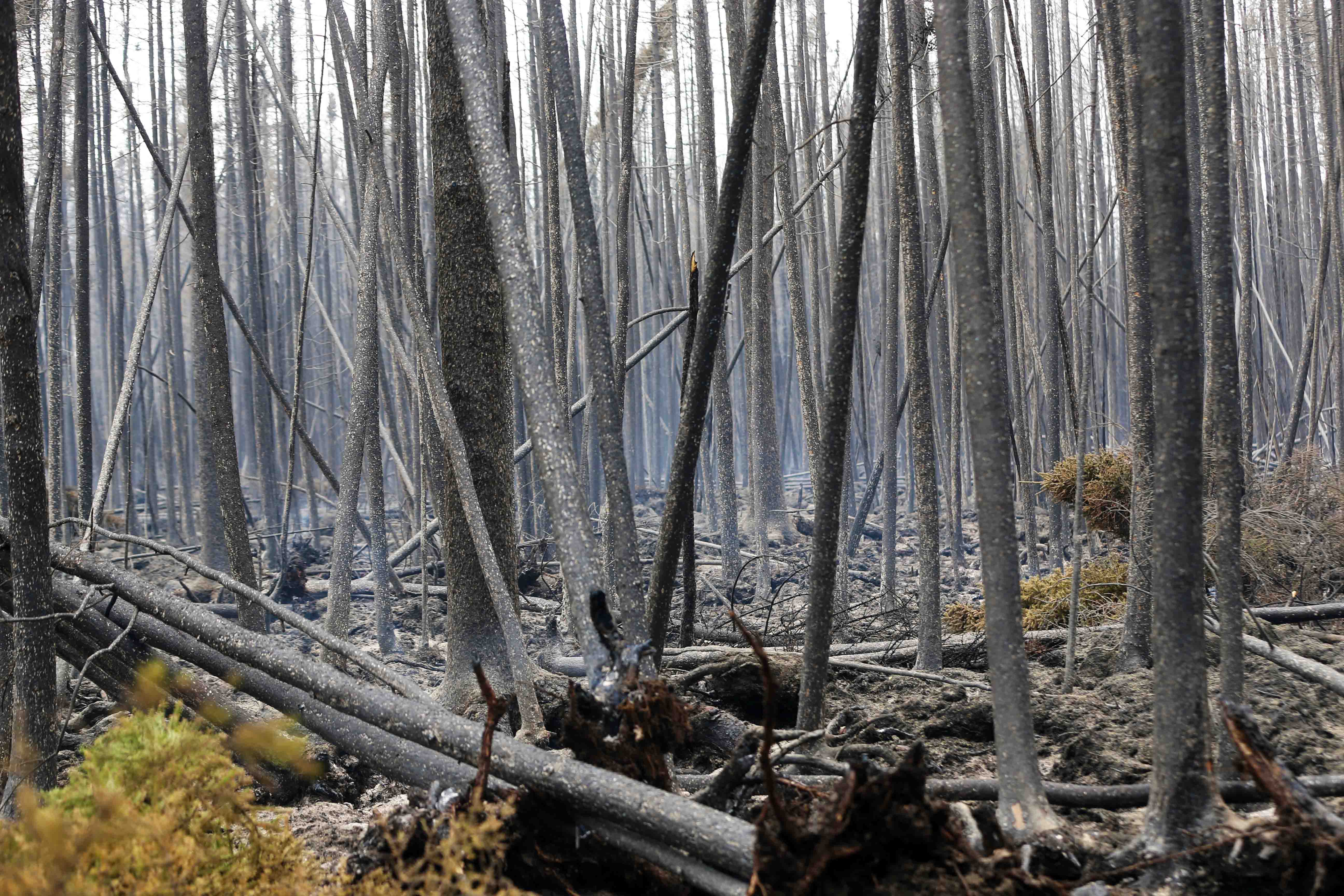 Gallery Province Declares State Of Emergency As Wildfires Spread