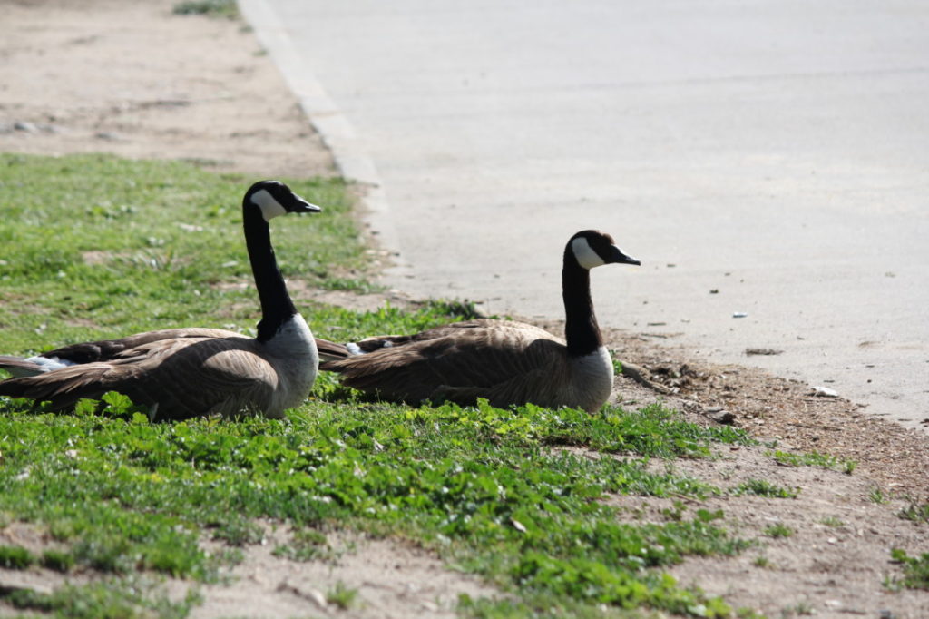 Highly Contagious Avian Flu Strain Found In Neighboring Counties