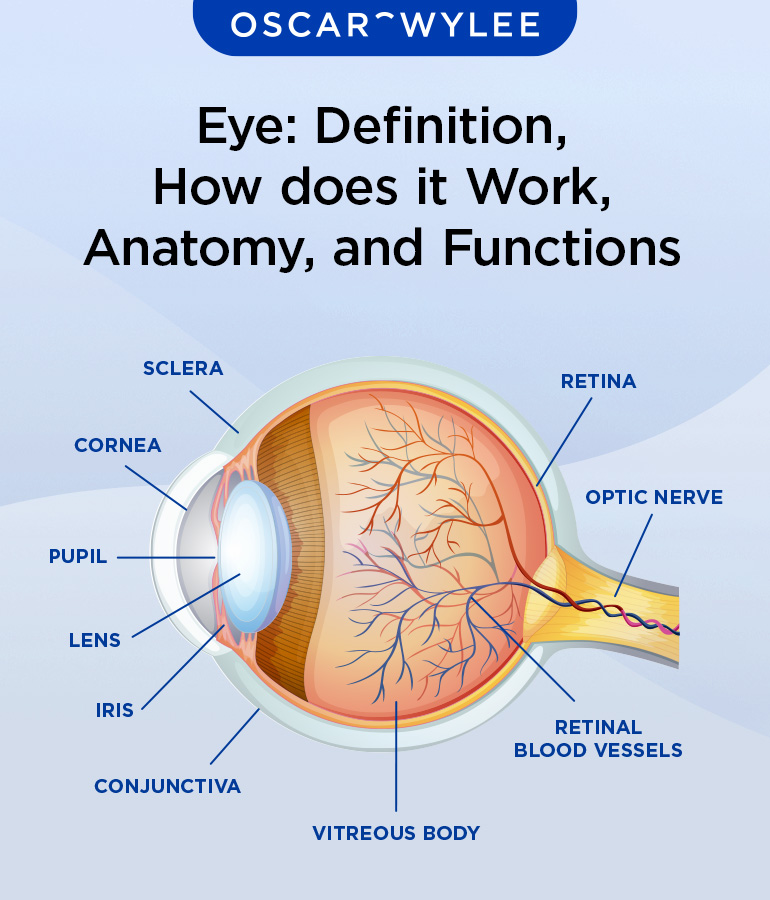 Eye Definition How Does It Work Anatomy And Functions