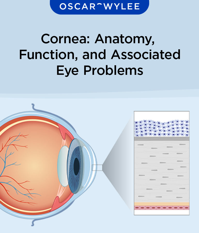 Cornea Anatomy Types Function And Associated Eye Problems