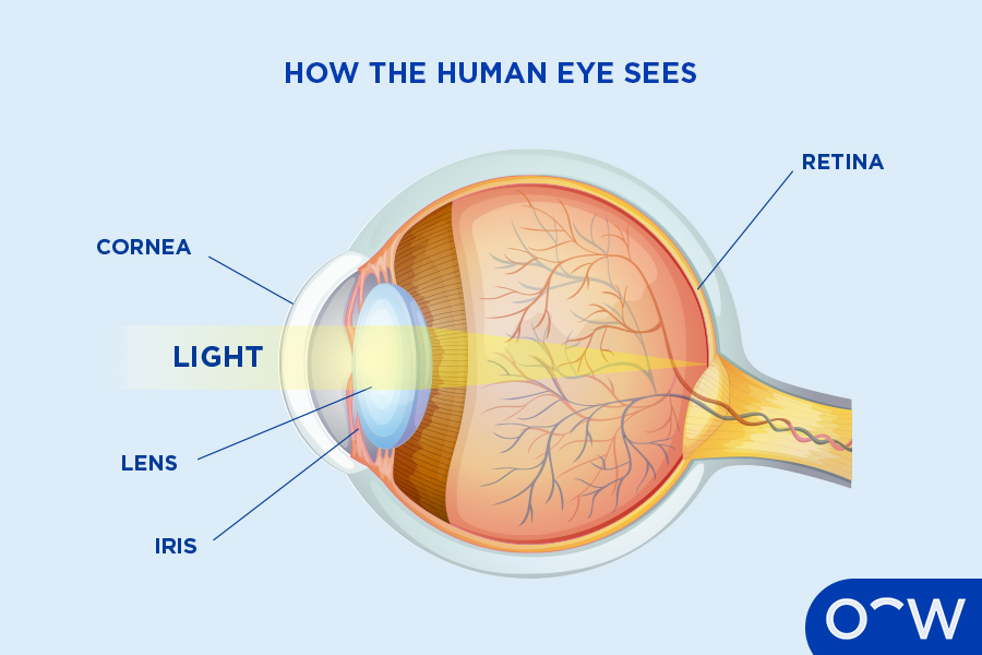 Cornea Anatomy Types Function And Associated Eye Problems