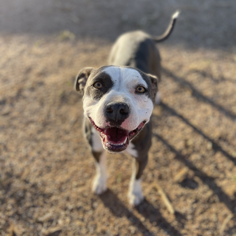 Dog For Adoption Starlet A Pit Bull Terrier Mix In Lubbock Tx