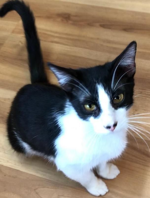 Cat For Adoption Charlie A Tuxedo In Porter Tx Petfinder