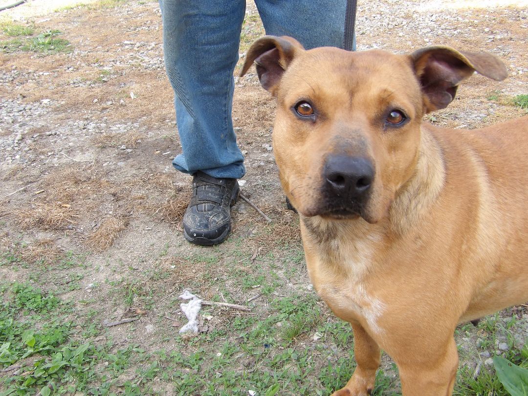 Dog For Adoption Honey A Pit Bull Terrier Mix In Zaleski Oh Petfinder