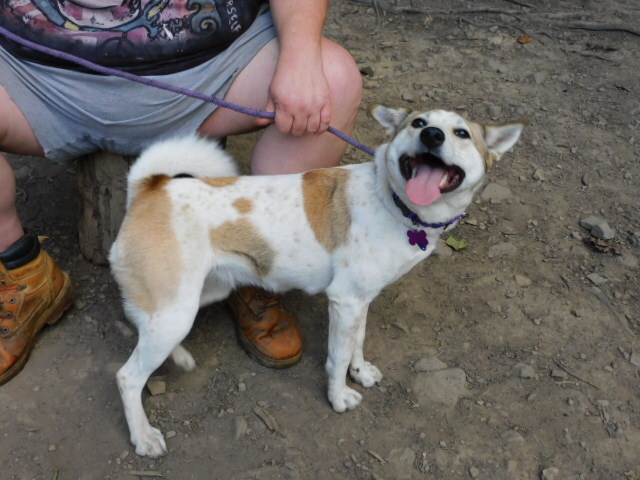 Dog For Adoption Lovella An Australian Cattle Dog Blue Heeler