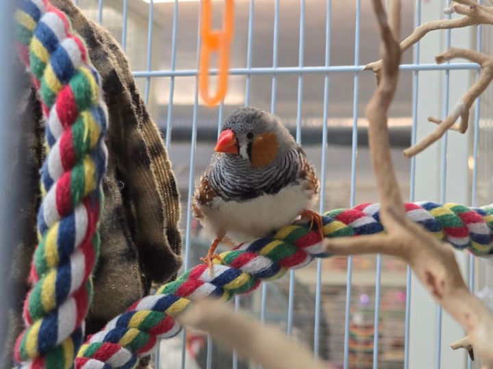 Finch For Adoption Zebra Finches A Finch In Waukesha Wi Petfinder