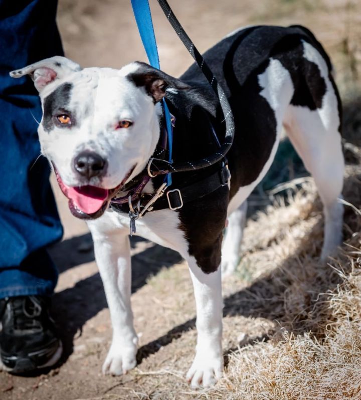 Dog For Adoption Maggie A Pit Bull Terrier In Pueblo Co Petfinder