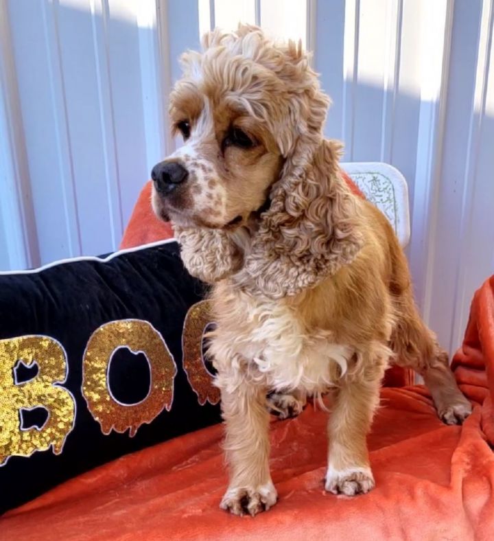 Dog For Adoption Buff Female Cocker Spaniel A Cocker Spaniel In