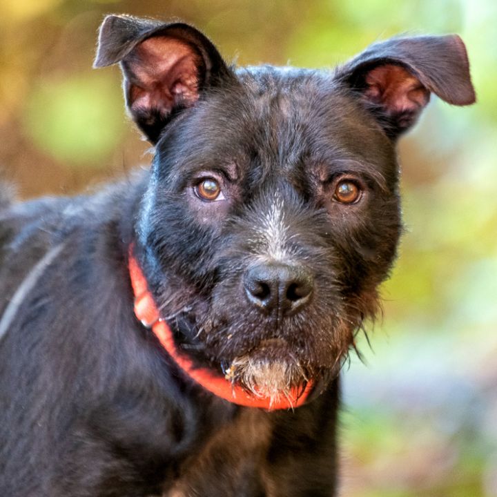 Dog For Adoption Harry A Wirehaired Terrier And Pit Bull Terrier Mix