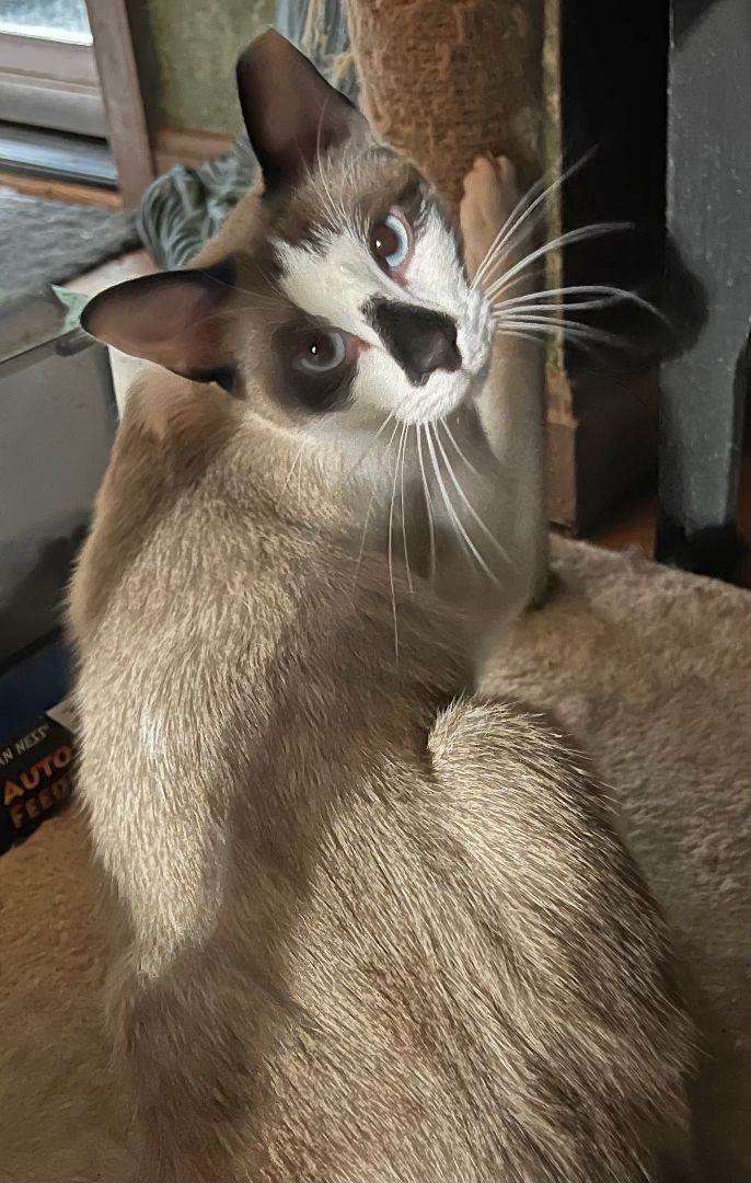 Cat For Adoption Sister A Snowshoe And Domestic Short Hair Mix In