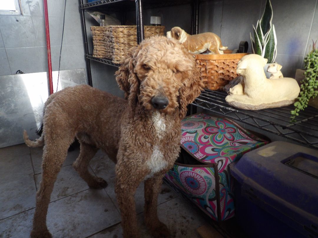 Dog For Adoption Nitro A Standard Poodle In Zaleski Oh Petfinder