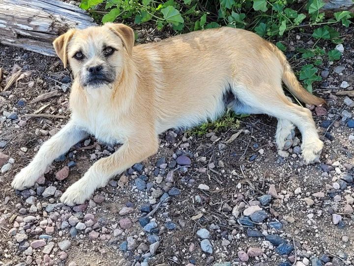 Dog For Adoption Tucker A Boxer And Terrier Mix In New River Az