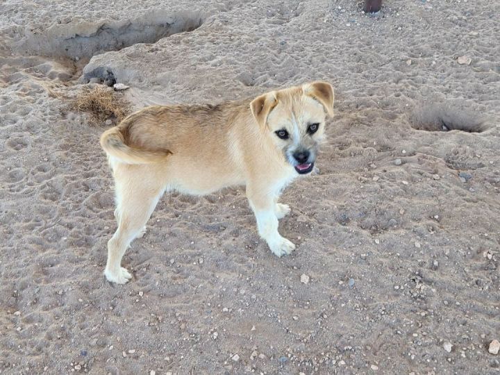 Dog For Adoption Tucker A Boxer And Terrier Mix In New River Az