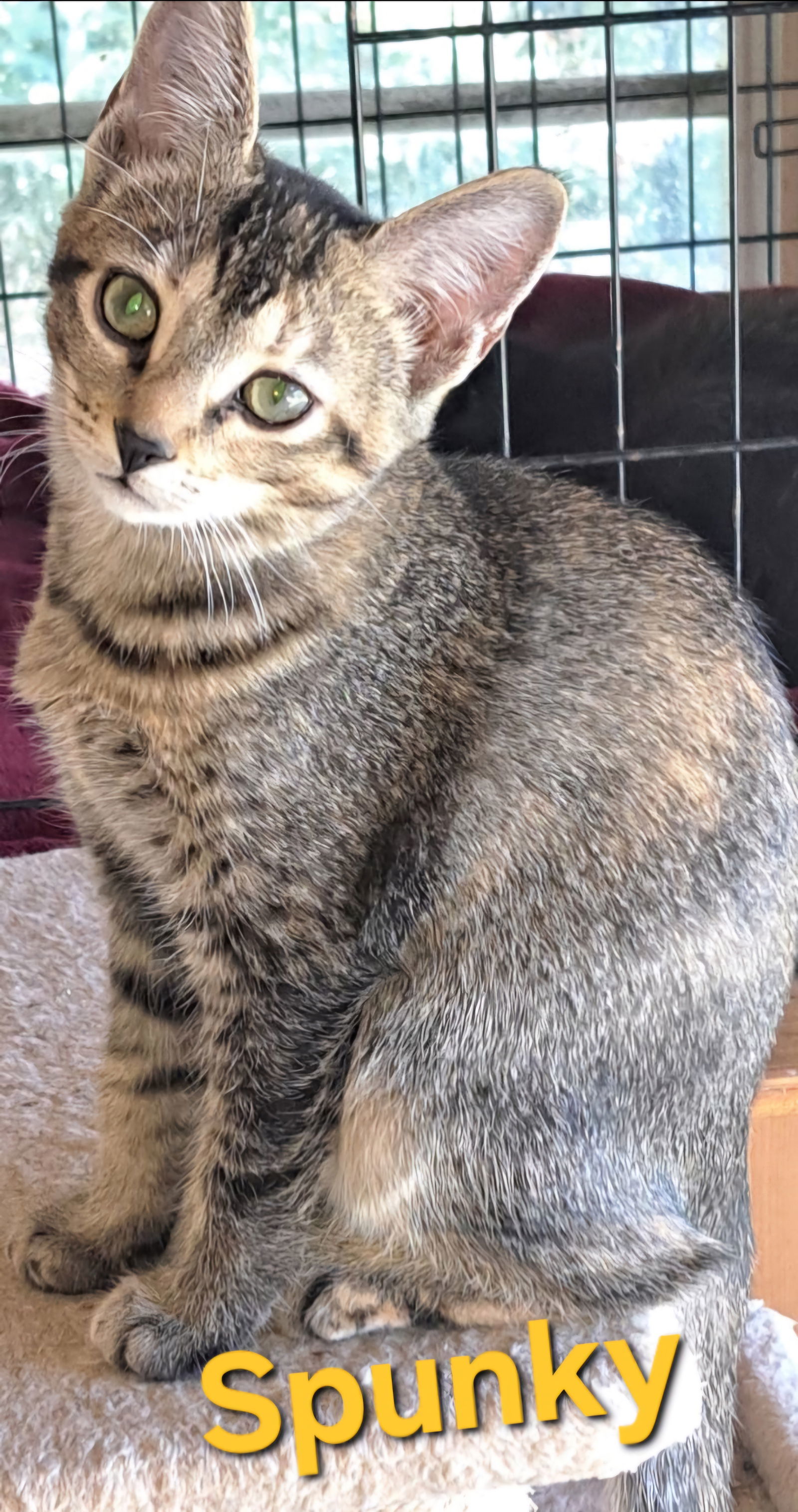 Cat For Adoption Spunky A Domestic Short Hair Mix In Longwood Fl