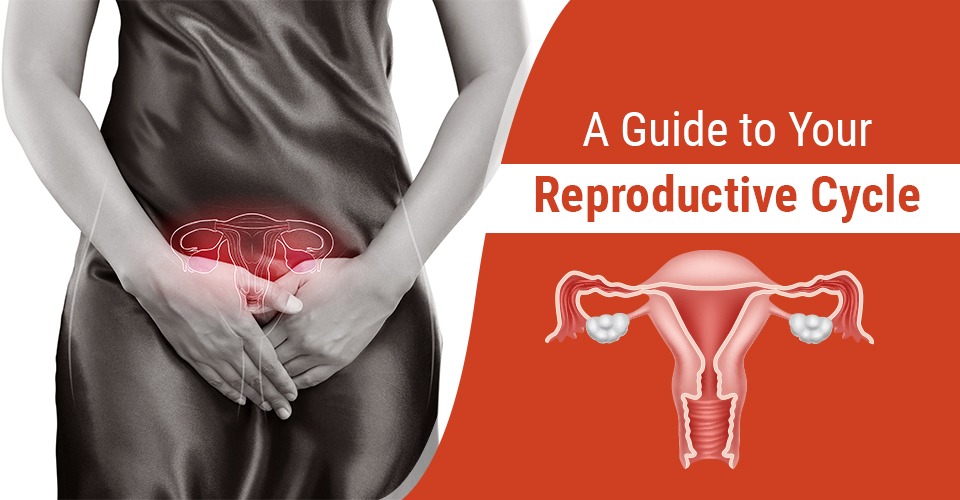 Your Reproductive Cycle A Guide