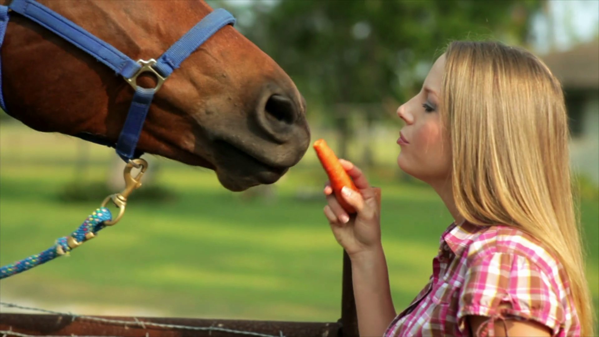 Pretty Girl Feeding Her Horse Carrots Stock Video Footage 0014 Sbv