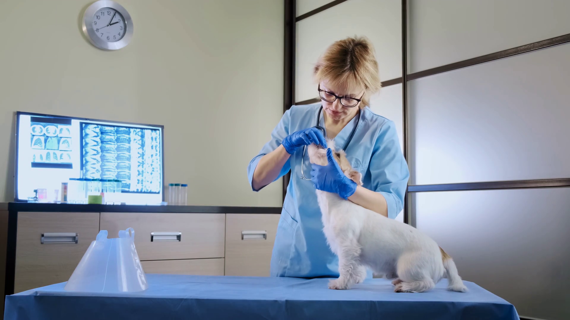 Female Veterinarian Checking Jack Russell Stock Footage Sbv 346804384