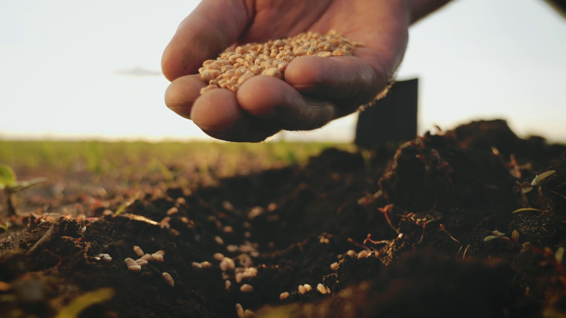 Planting Seeds Hand Sowing Wheat Seeds Male Farmer With Wheat Seeds