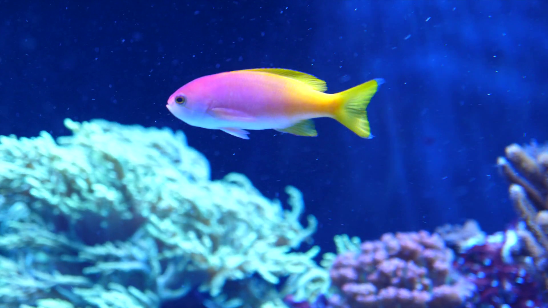 Colorful Pictures Of Fish