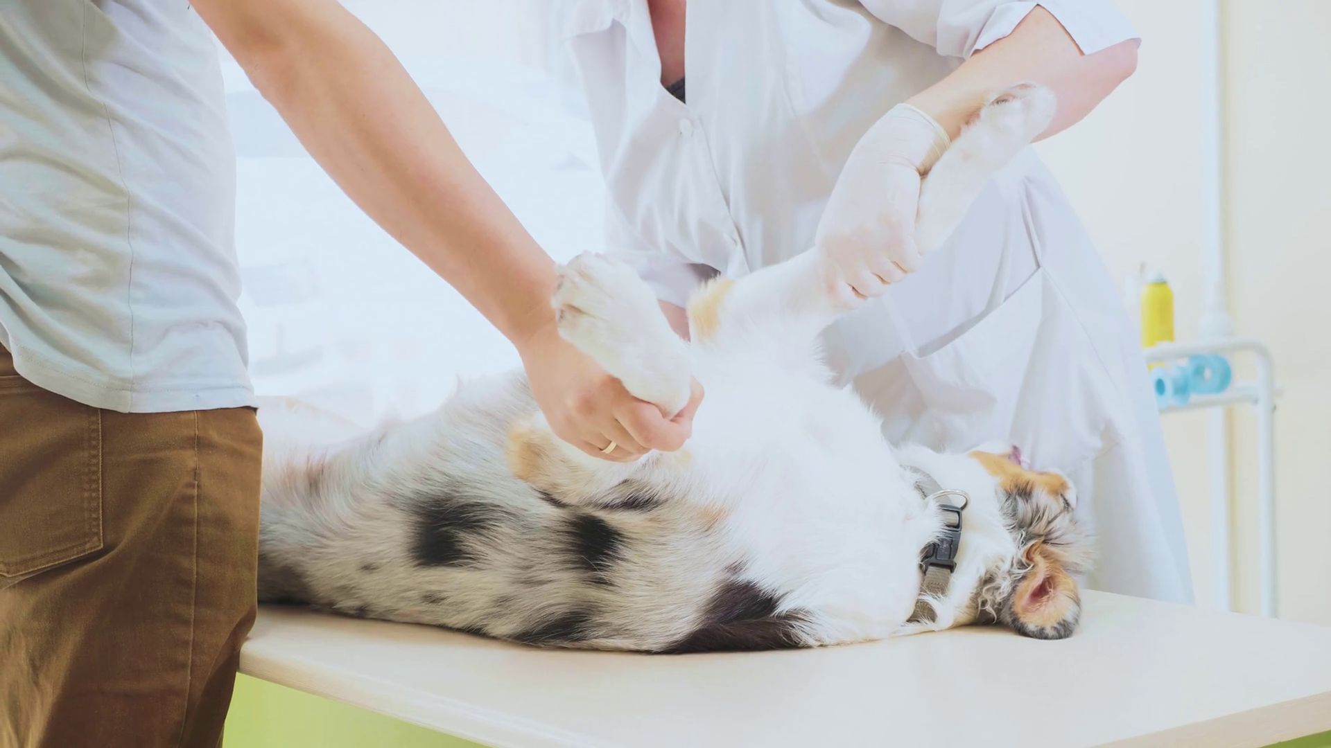 Vet Examine Dog In Veterinary Clinic Stock Footage Sbv 326078806