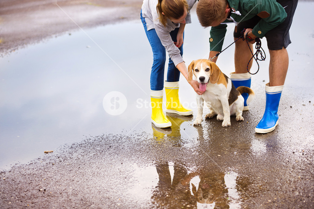 Couple Walk Dog In Rain Details Of Wellies Splashing In Puddles