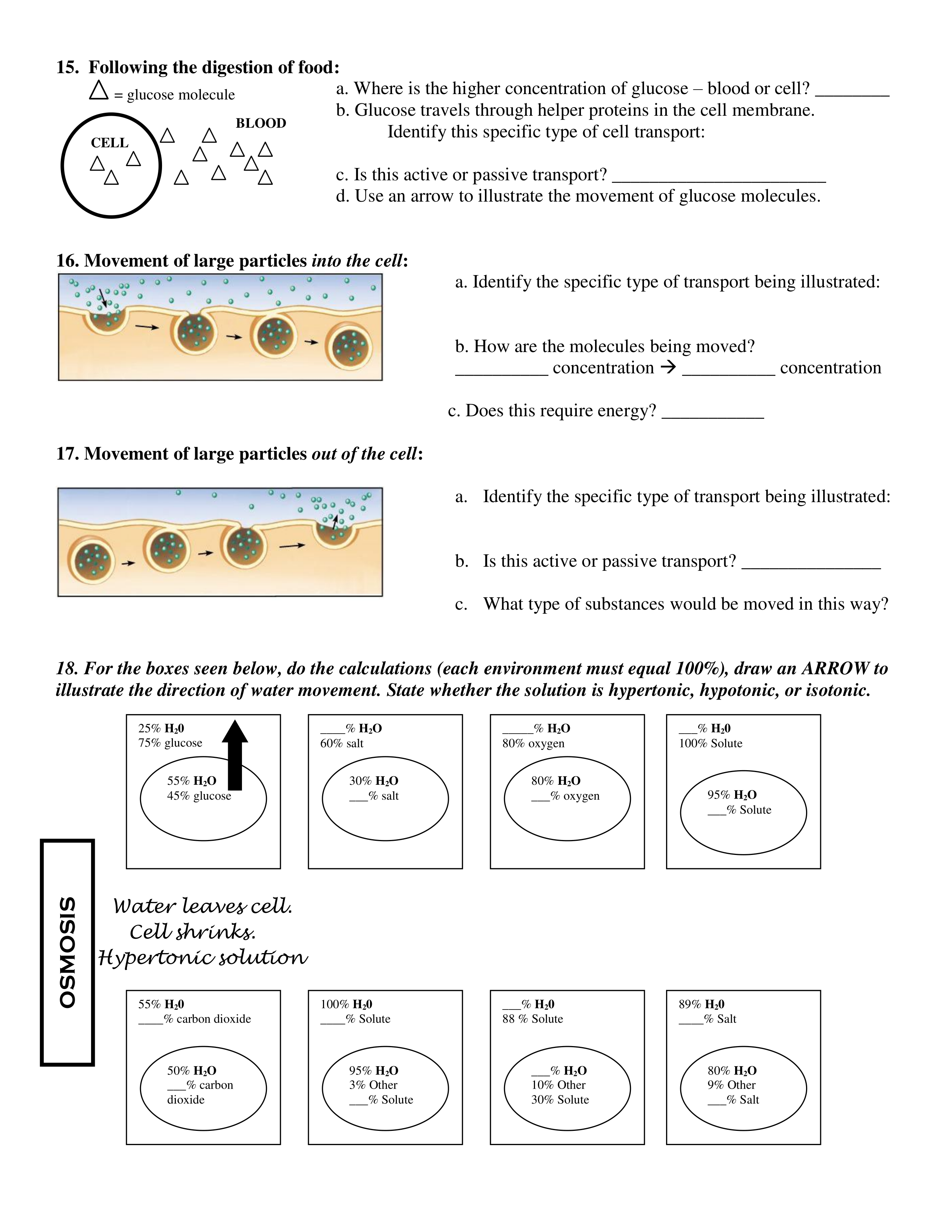 Cell Transport Review Erica Kent Library Formative