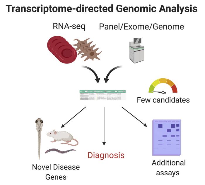 Jci Transcriptome Directed Analysis For Mendelian Disease Diagnosis