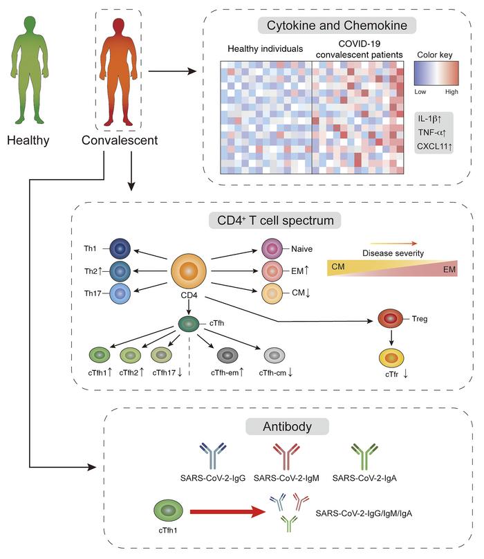 Jci Peripheral Cd4 T Cell Subsets And Antibody Response In Covid 19