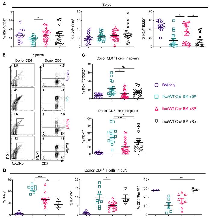 Jci The Druggable Transcription Factor Fli 1 Regulates T Cell