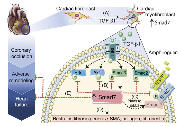 Jci Smad7 Effects On Tgf β And Erbb2 Restrain Myofibroblast