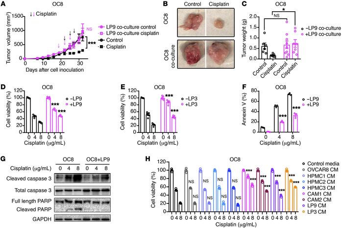 Jci Cancer Associated Mesothelial Cells Promote Ovarian Cancer