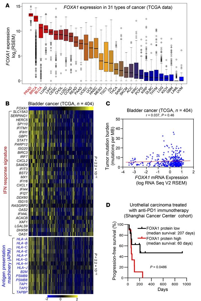 Jci Foxa1 Overexpression Suppresses Interferon Signaling And Immune